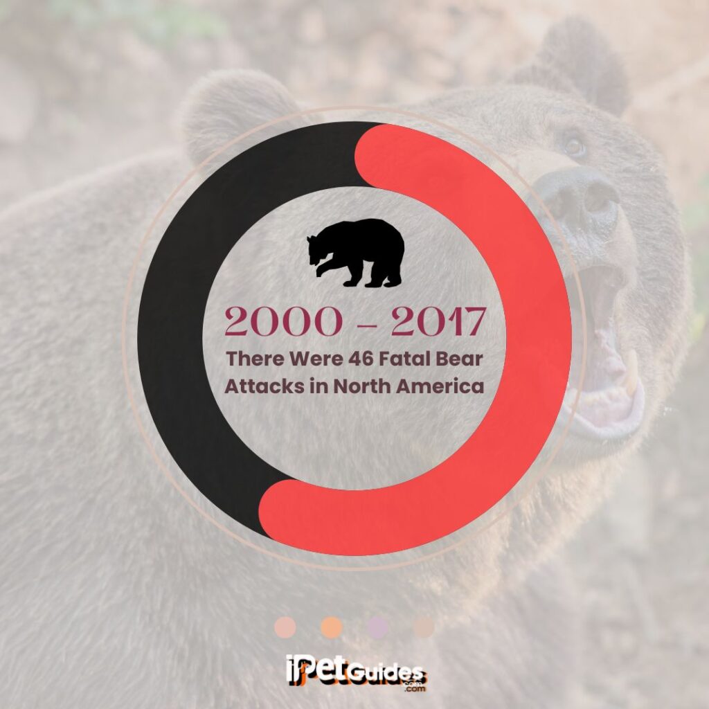 Bear Attack Statistics & Facts in 2026 (Worldwide)