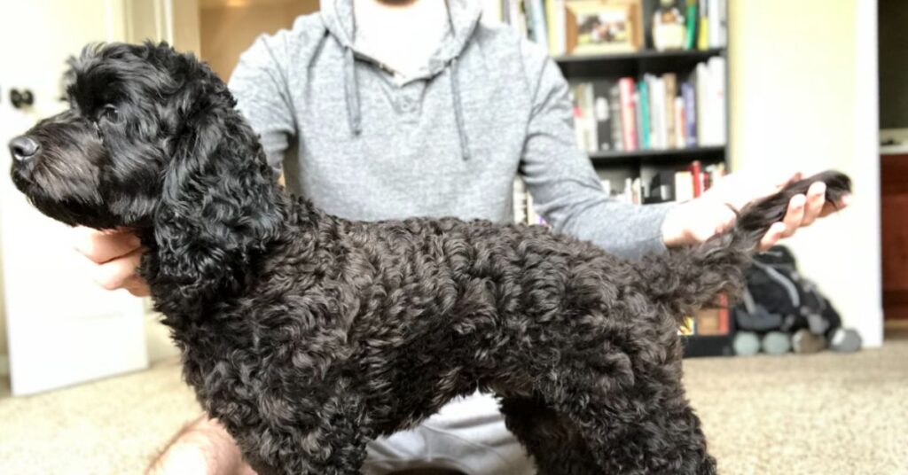 Cockapoo Haircuts: Find the Best Grooming Style for Your Dog