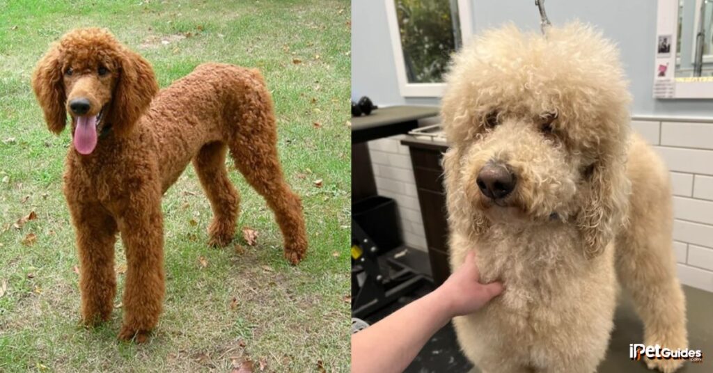 Poodles Without a Haircut: What Does it Look Like?
