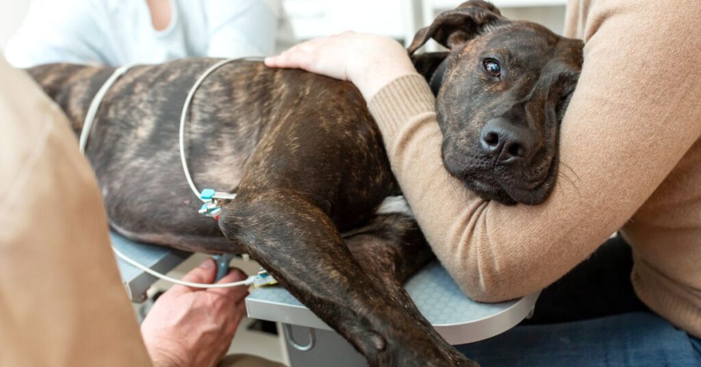 Why is My Dog's Head Hot? Here's What You Should Do