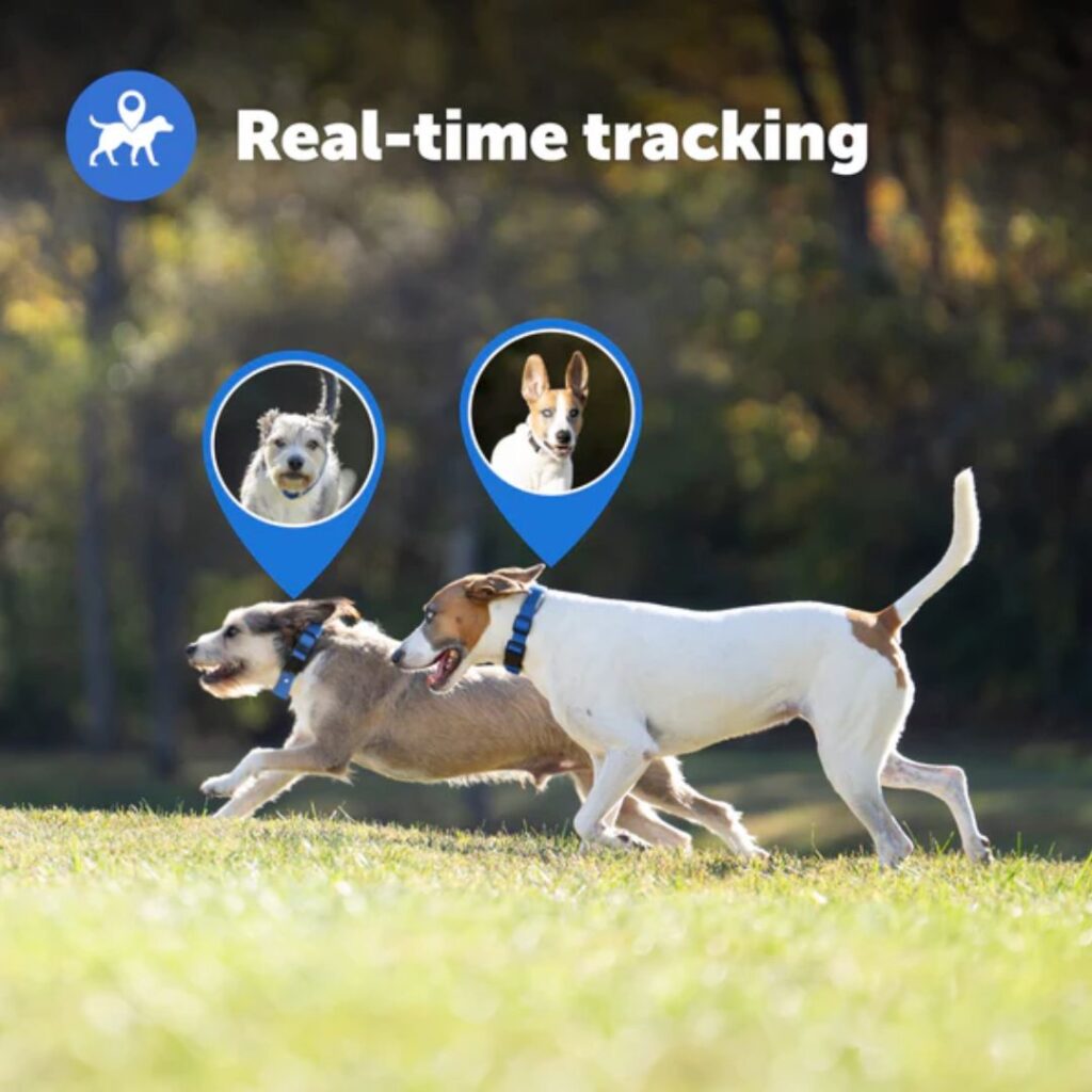 10 Best GPS Shock Collars for Dogs (Tested in 2026)